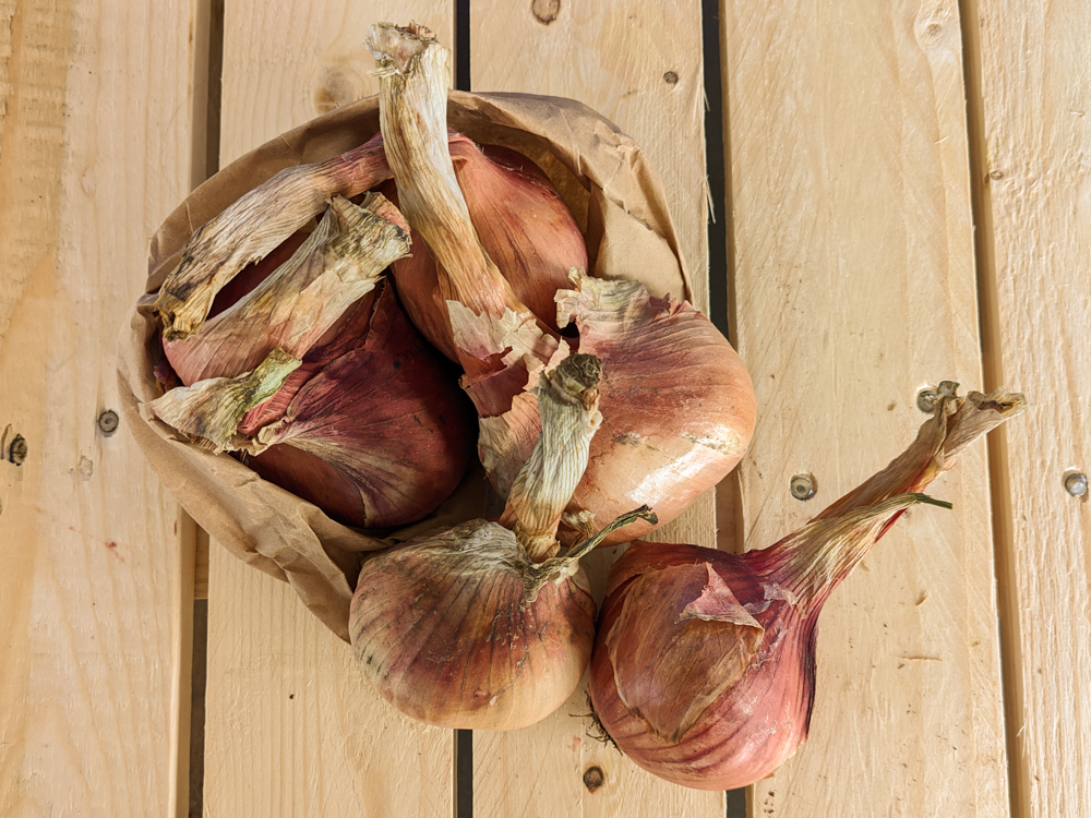 Schalotten | Zwiebelgemüse | Gemüse | Obst & Gemüse | Speisekammer