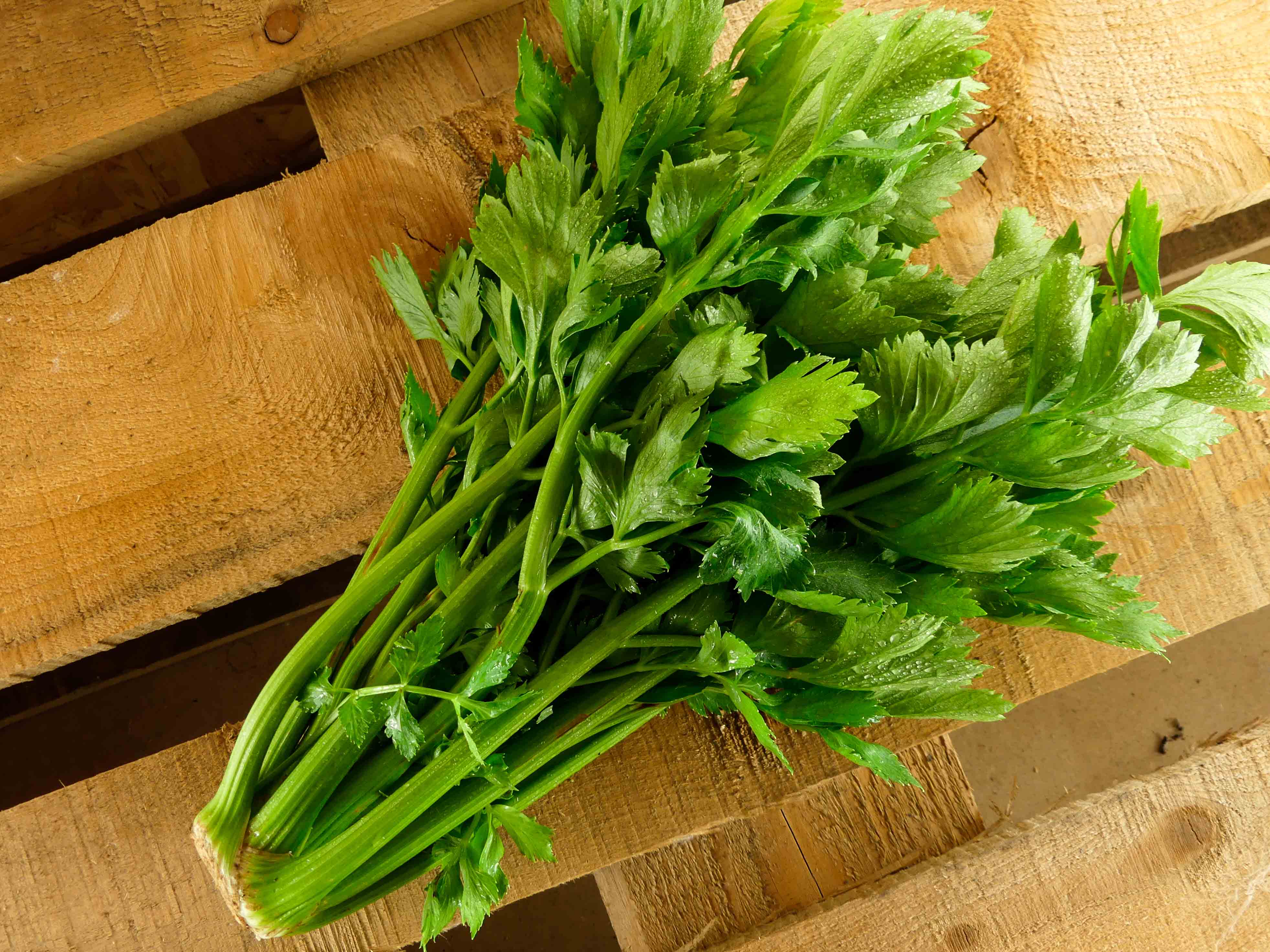 Staudensellerie | Stiel- und Blattgemüse | Gemüse | Obst & Gemüse ...